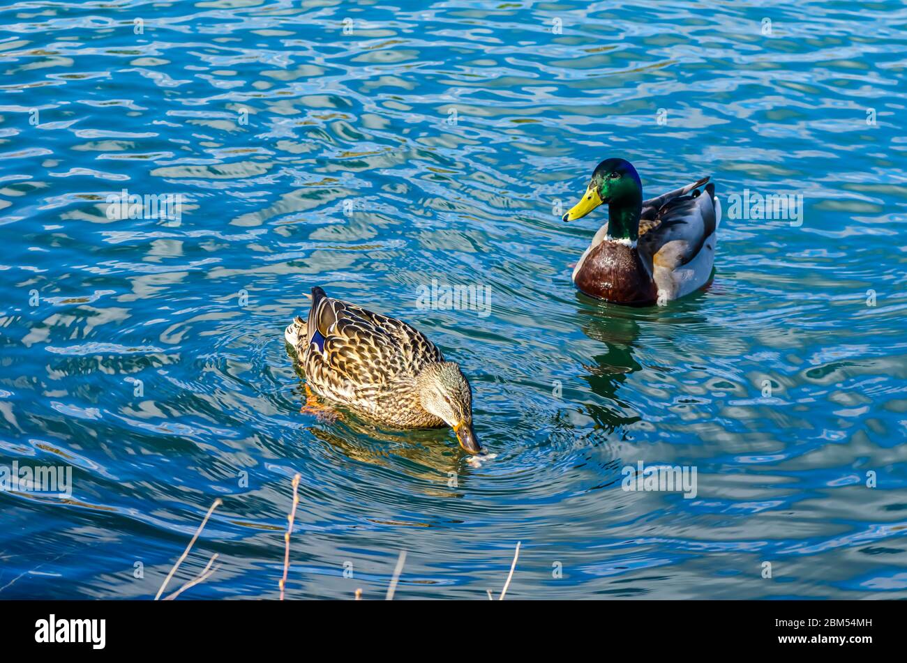 Shiny green head duck hi-res stock photography and images - Alamy