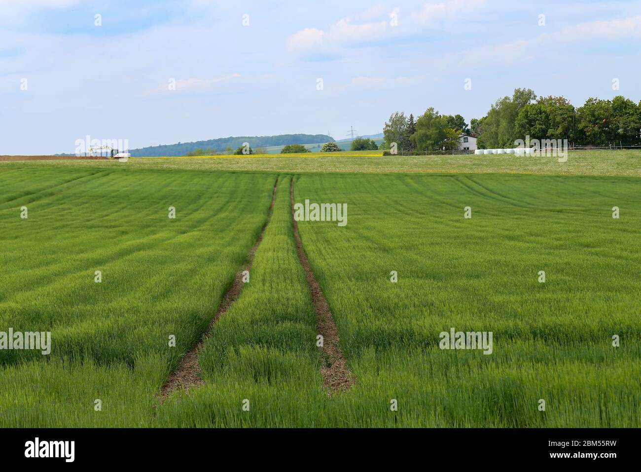 Spring landscape with a field of winter wheat Stock Photo - Alamy