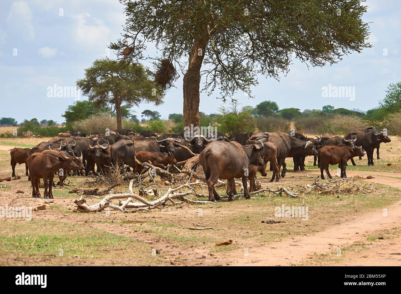Tree bondage hi-res stock photography and images - Alamy