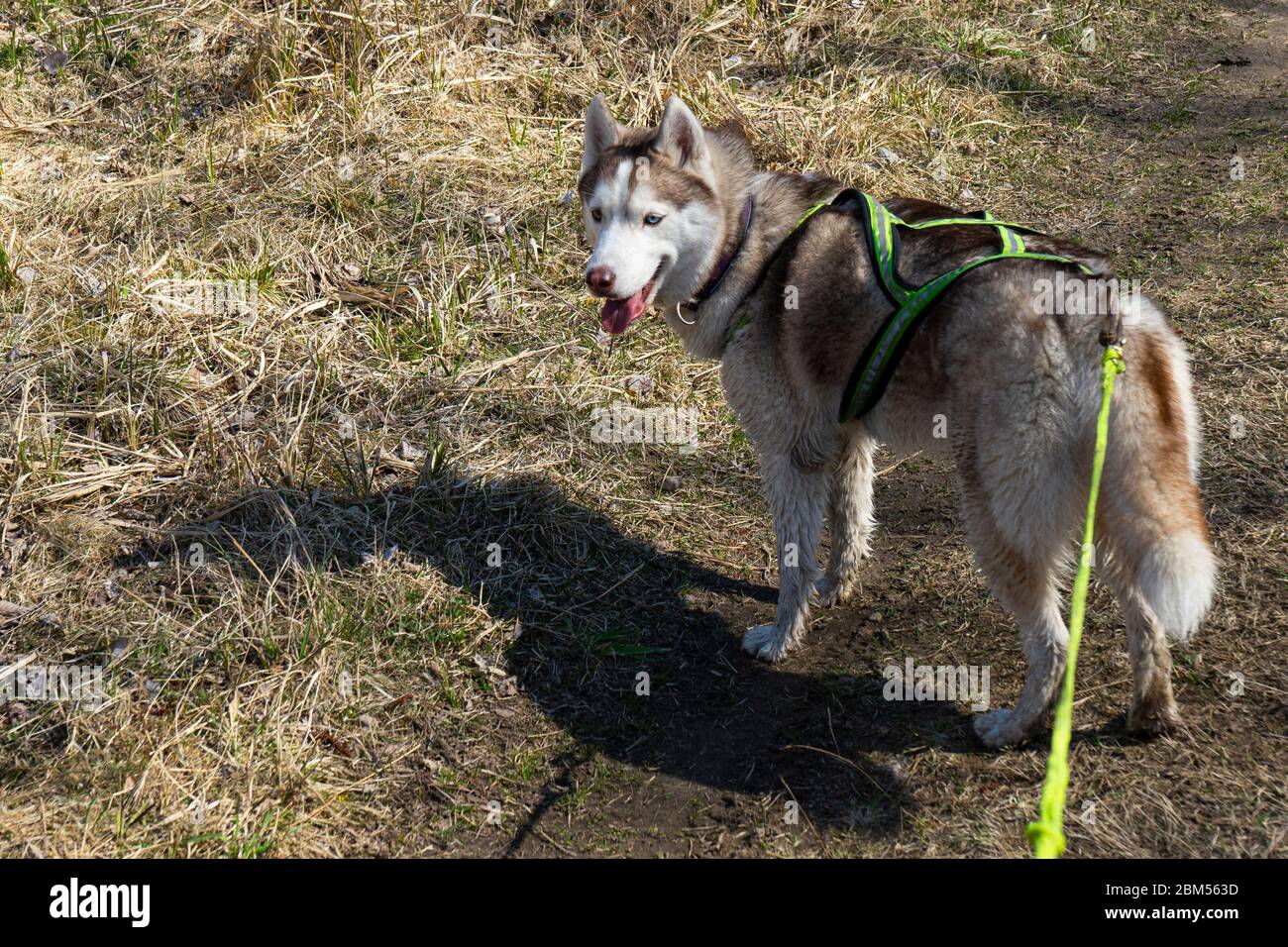 fluffy Siberian husky dog on a walk among nature, spring Stock Photo ...