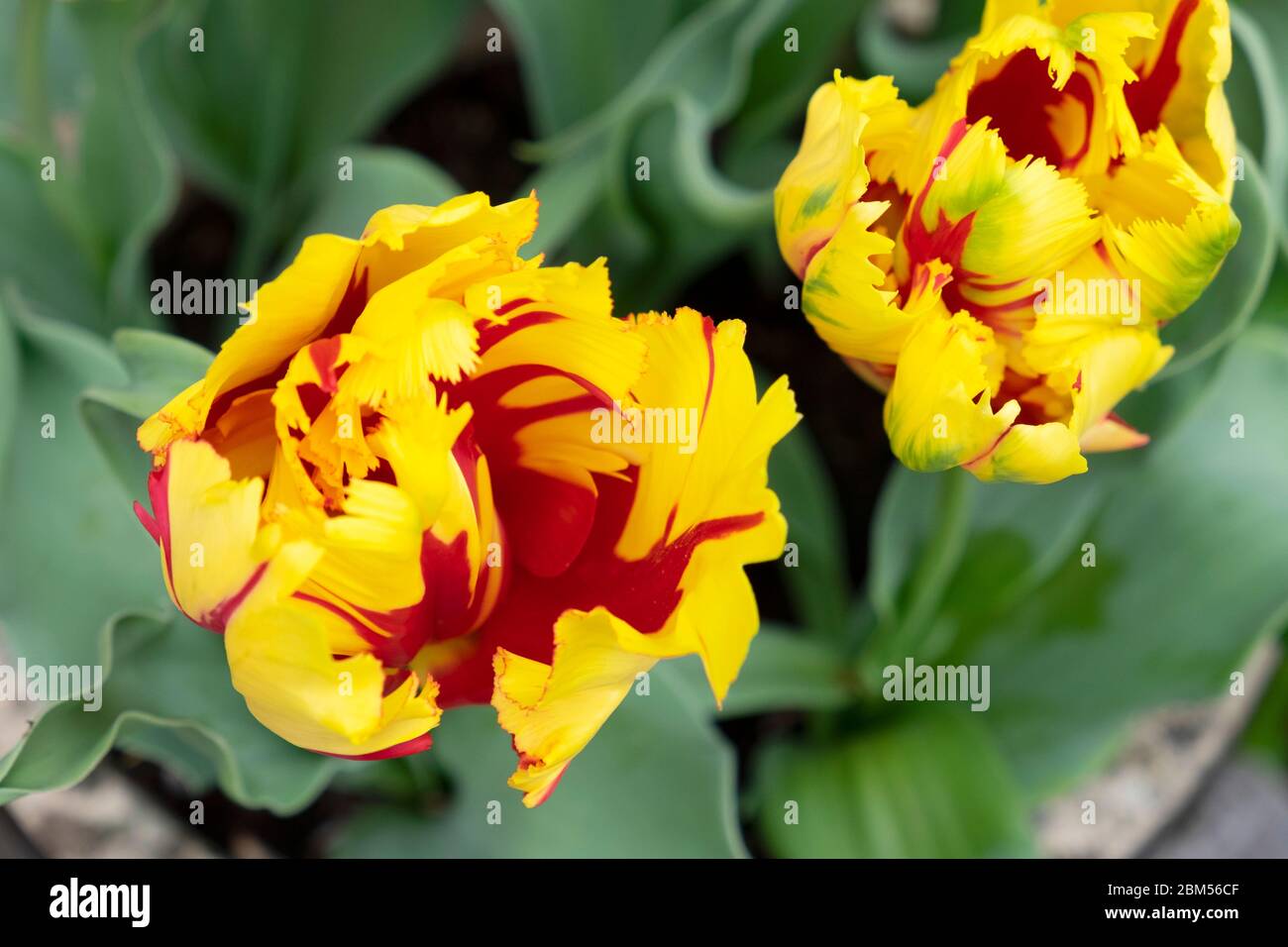 Flame wales hi-res stock photography and images - Alamy