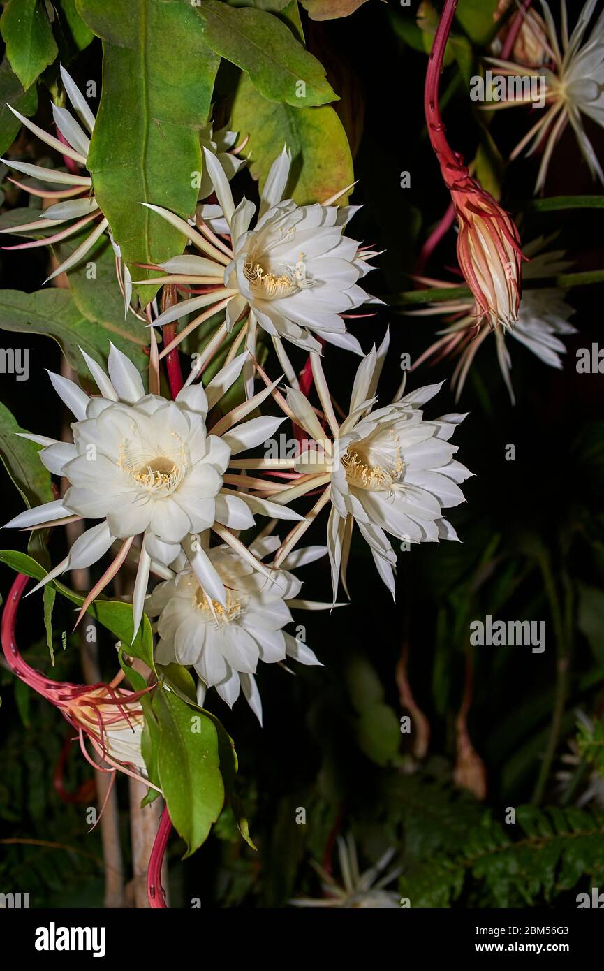 Queen of the Night, only flowering a few hours during one night Stock ...