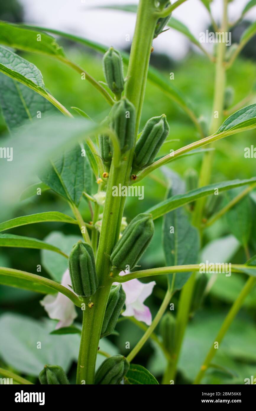 Sesame seed flower on tree in the field, Sesame a tall annual ...