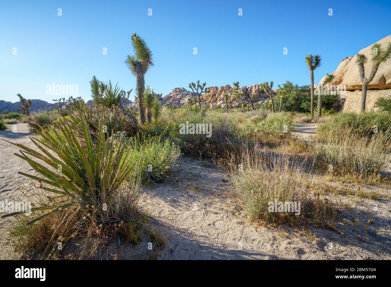 hiking the barker dam nature trail in joshua tree national park ...