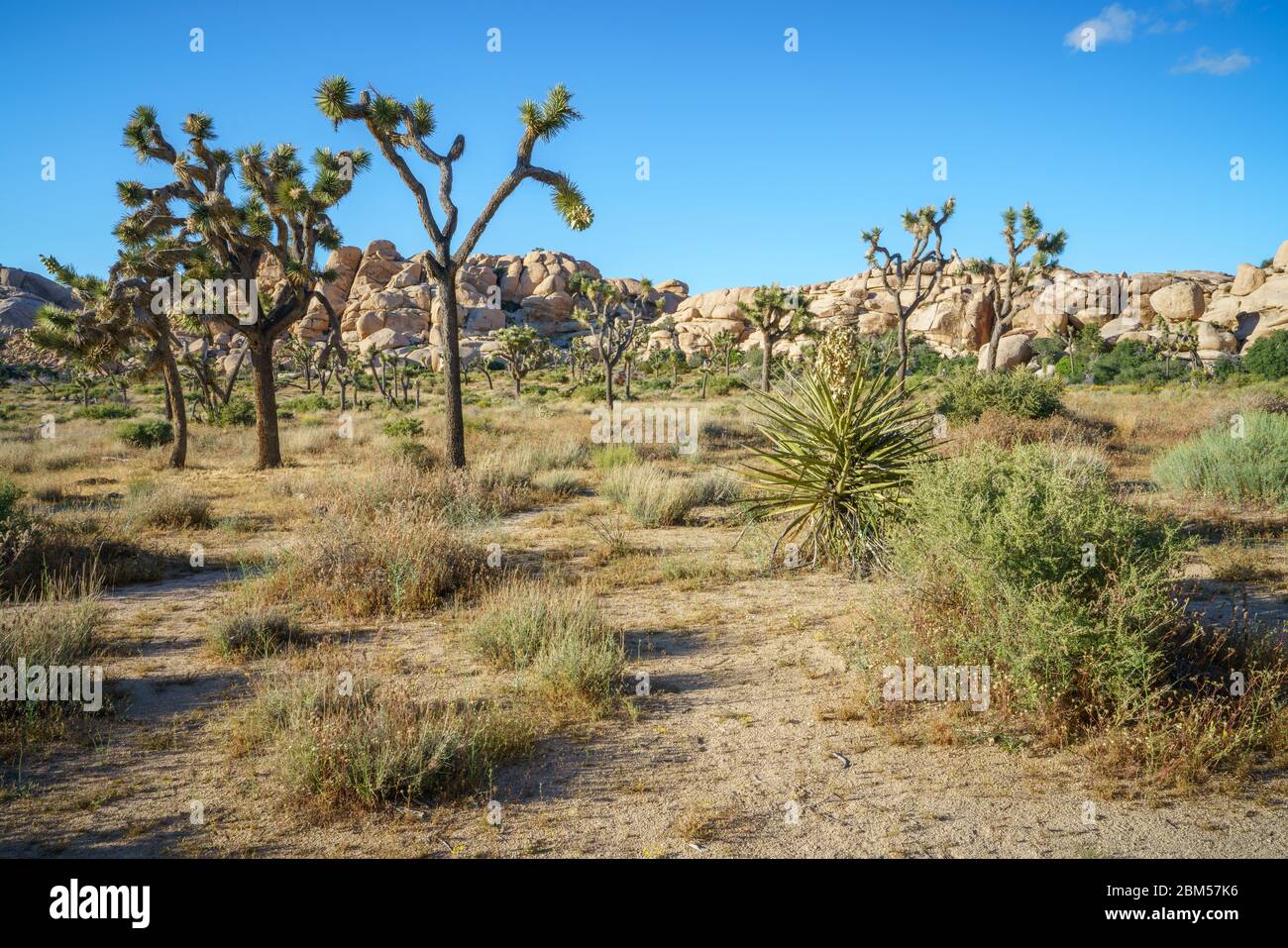hiking the barker dam nature trail in joshua tree national park ...