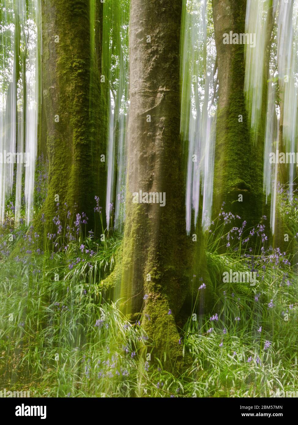 Bluebells icm hi-res stock photography and images - Alamy