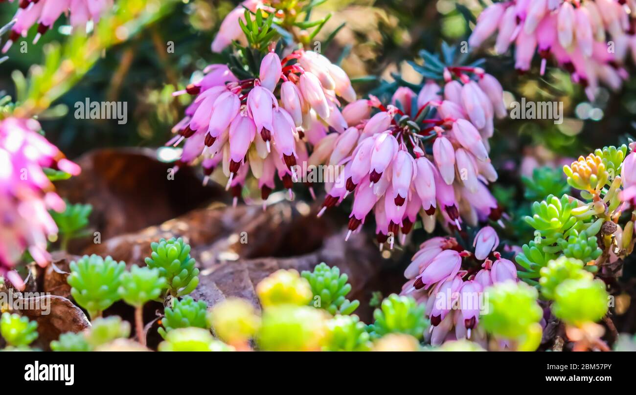 Pink Erica carnea flowers (winter Heath) in the garden in early spring ...