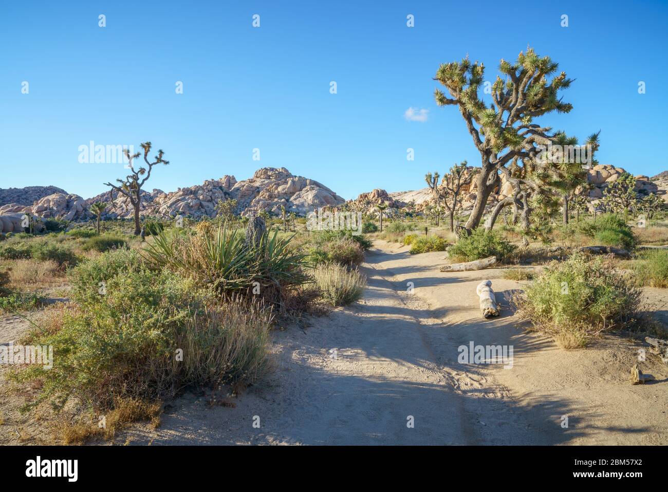 hiking the barker dam nature trail in joshua tree national park ...