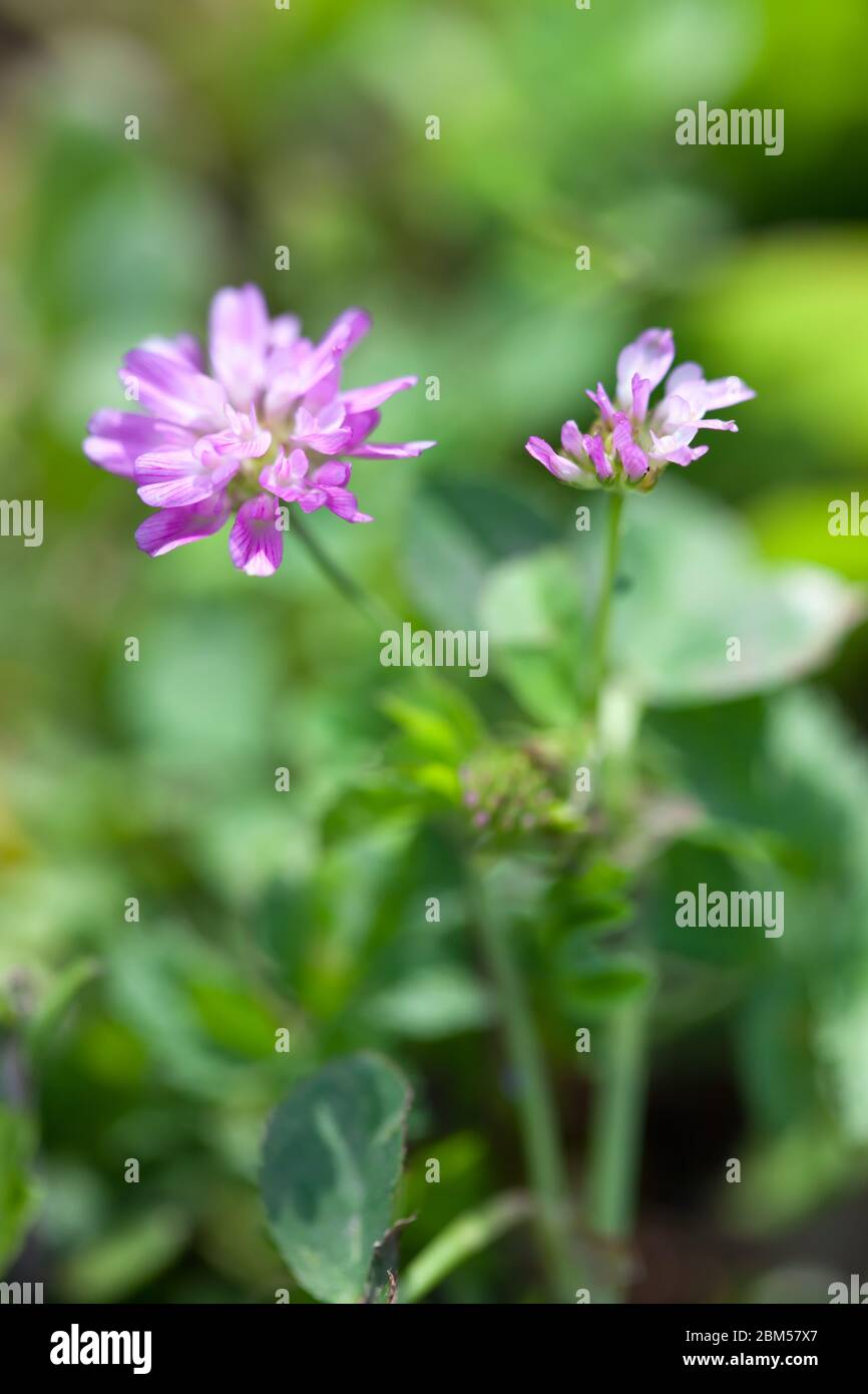 Magenta clover flower hi-res stock photography and images - Alamy