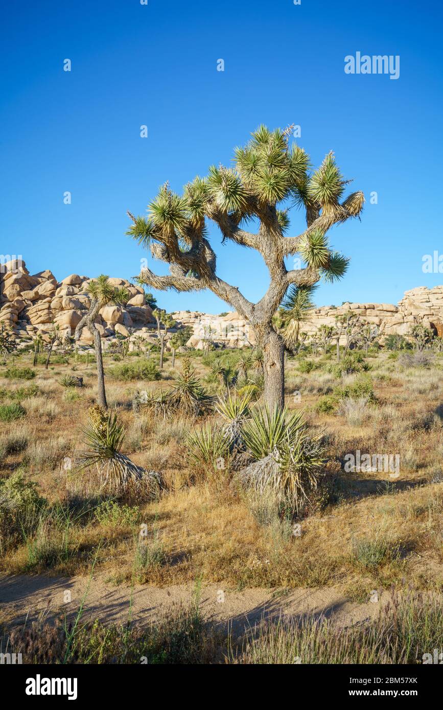 hiking the barker dam nature trail in joshua tree national park ...