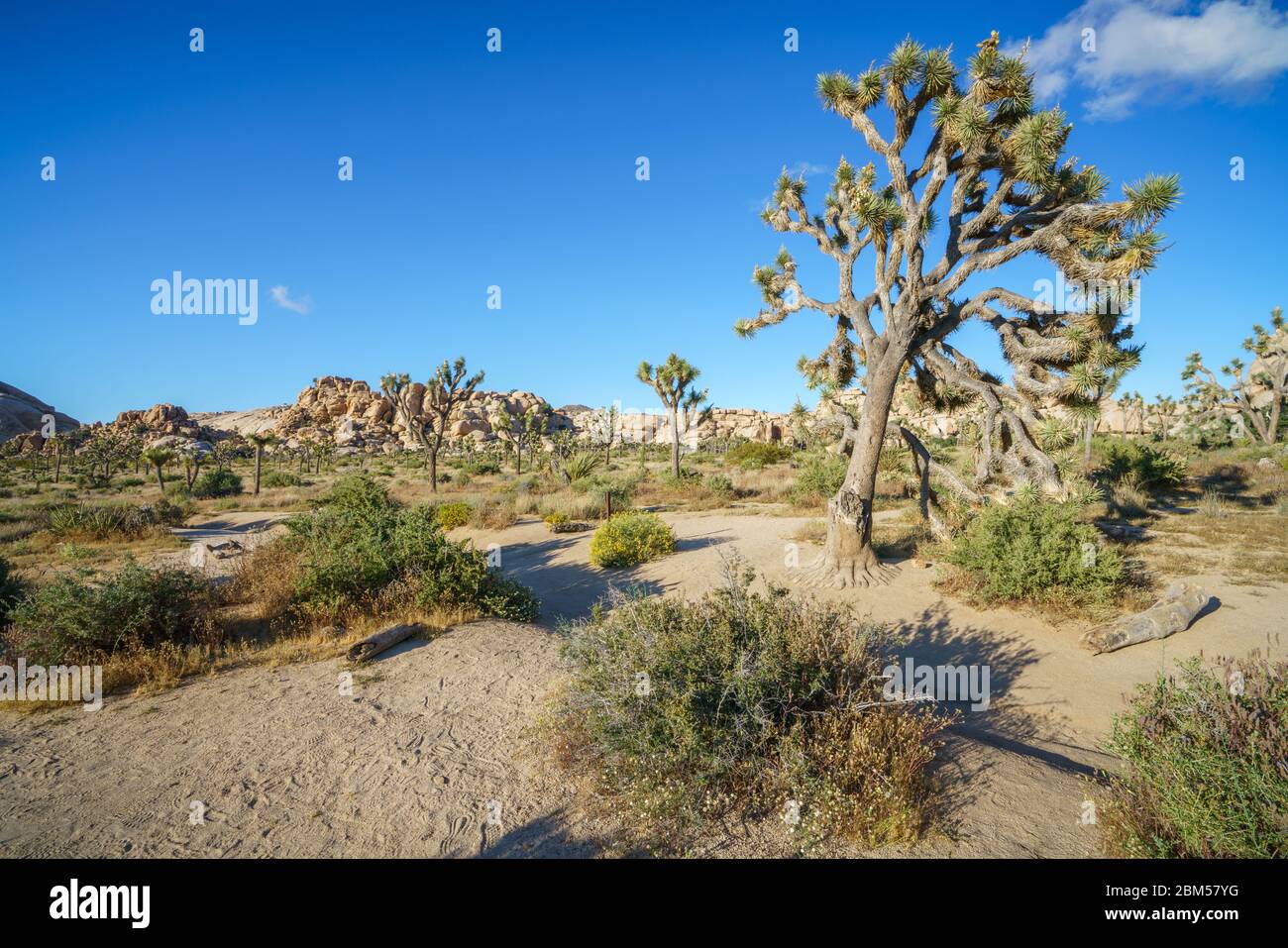 hiking the barker dam nature trail in joshua tree national park ...