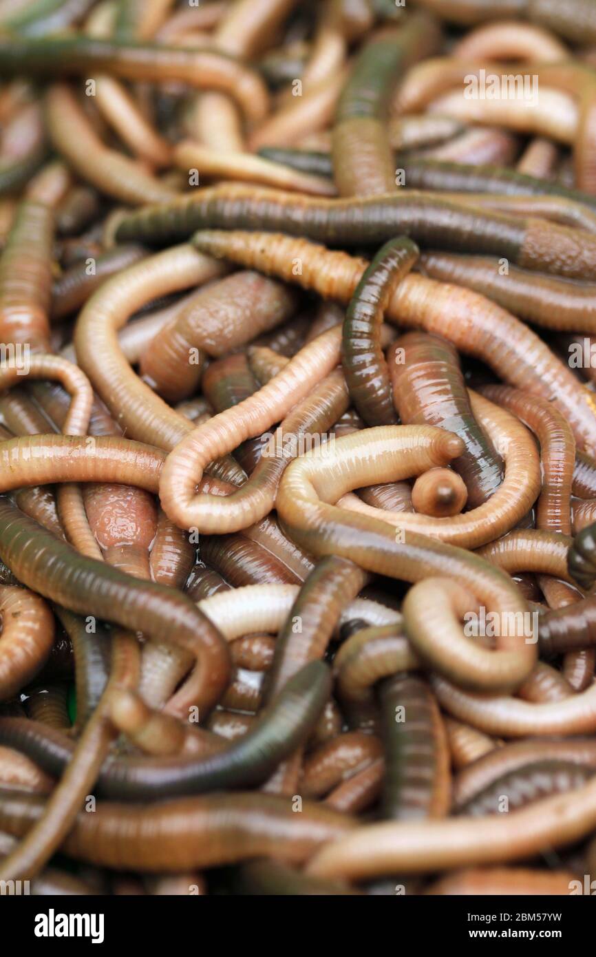 Earthworms. Lumbricus terrestris Stock Photo - Alamy