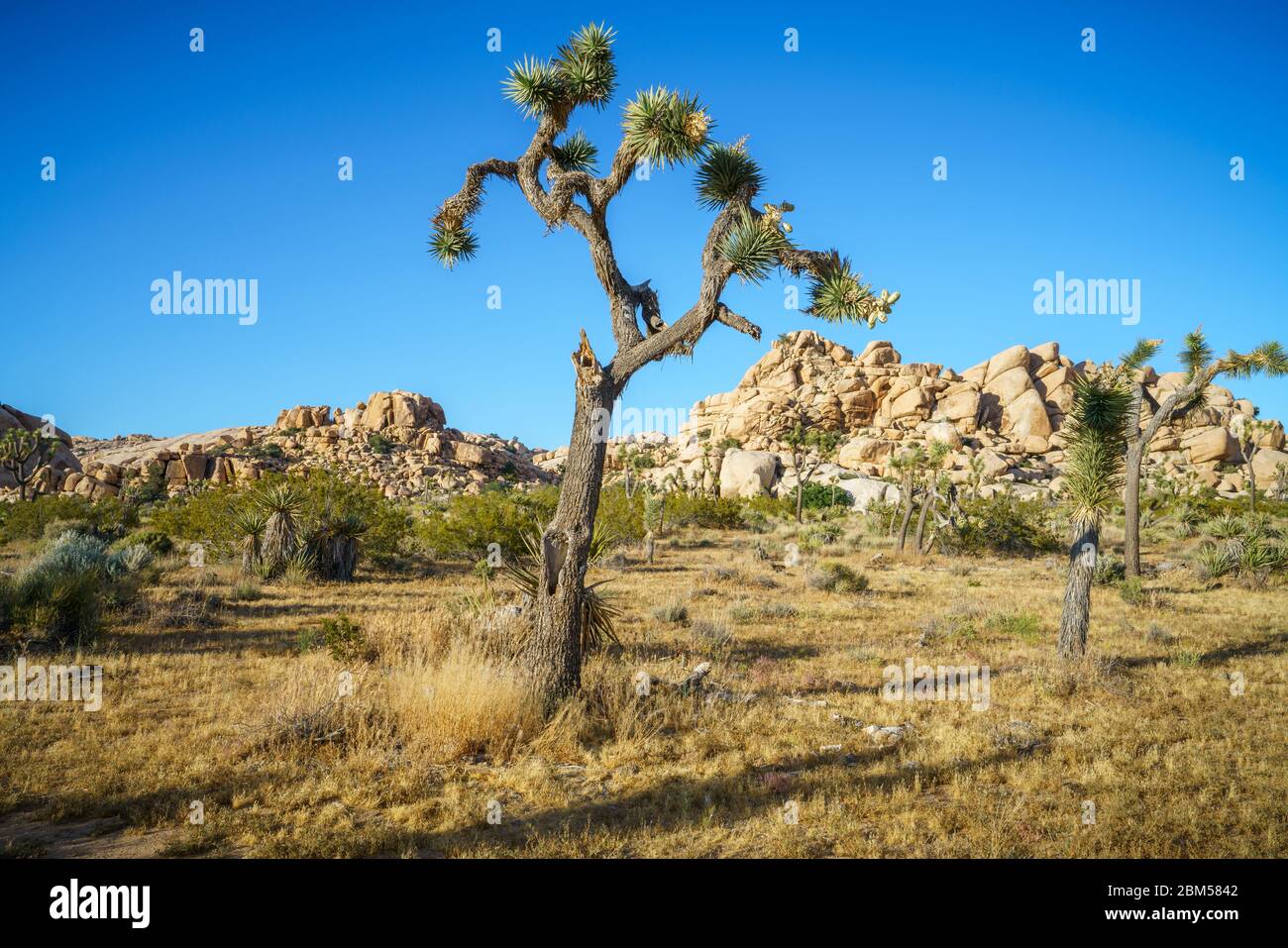 hiking the barker dam nature trail in joshua tree national park ...