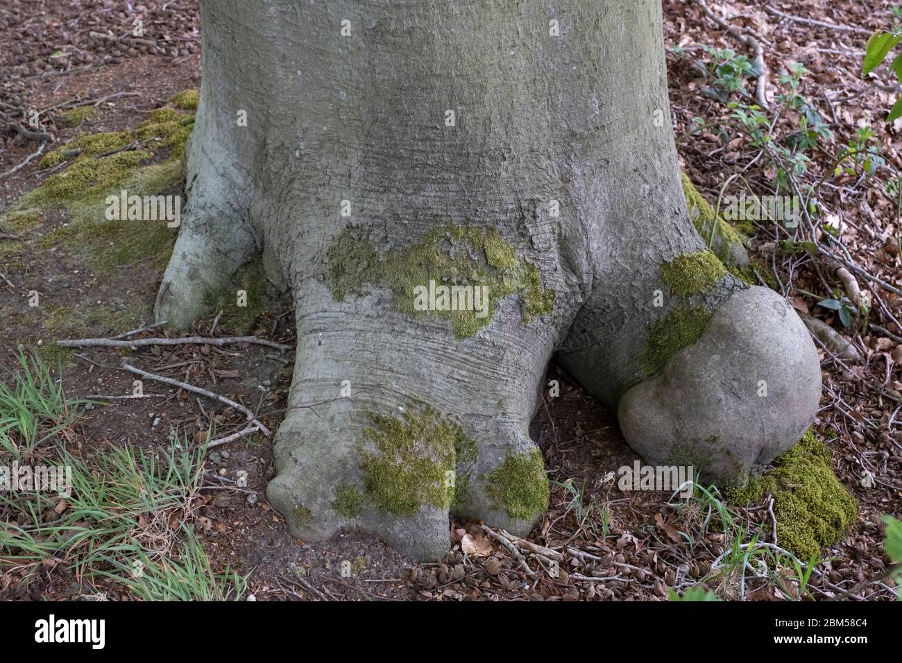 detail photo of the bottom of a tree with nice roots, moss and leafs on ...