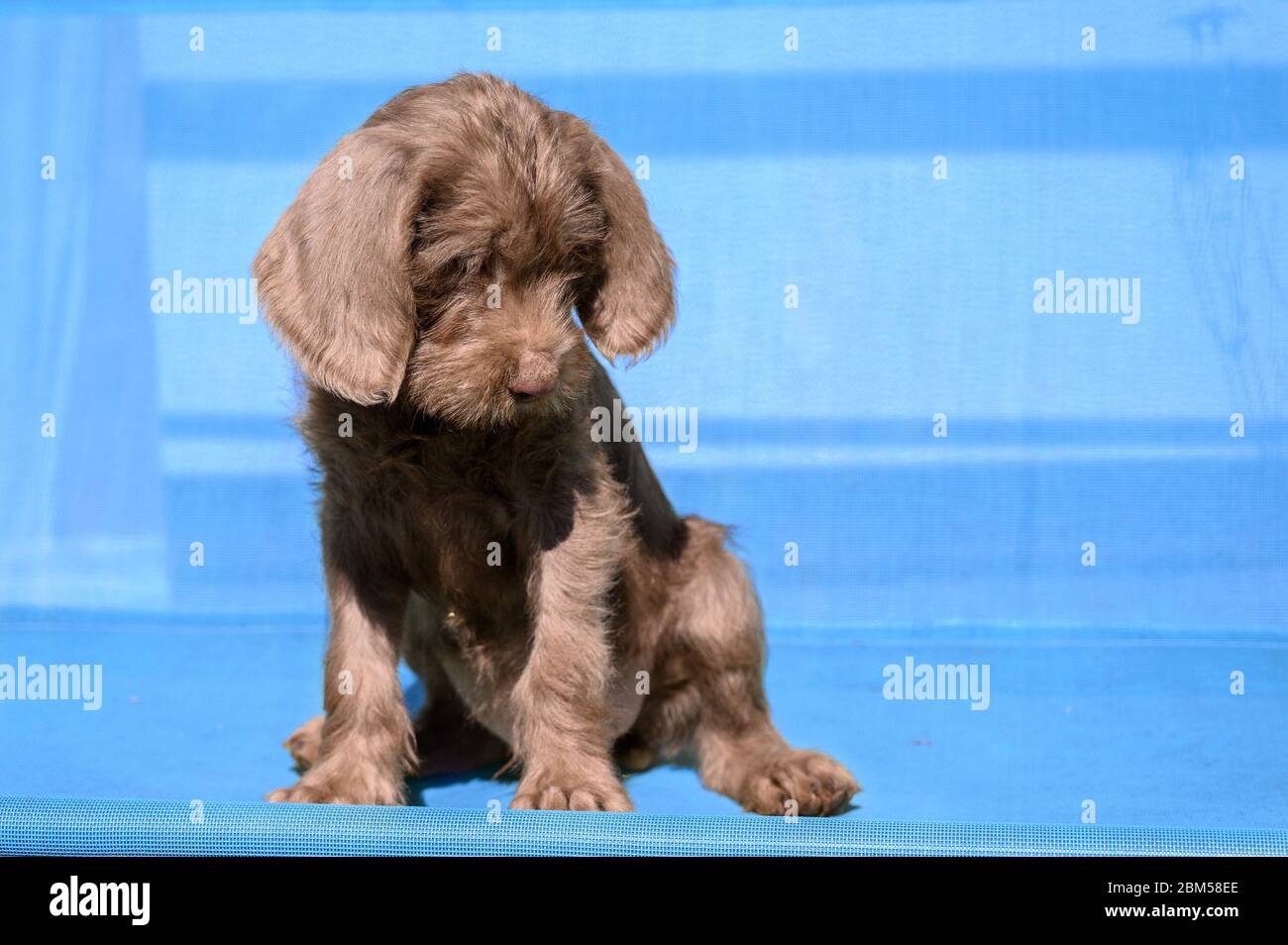 Grey-haired puppy on a blue background. The puppy is of the breed ...
