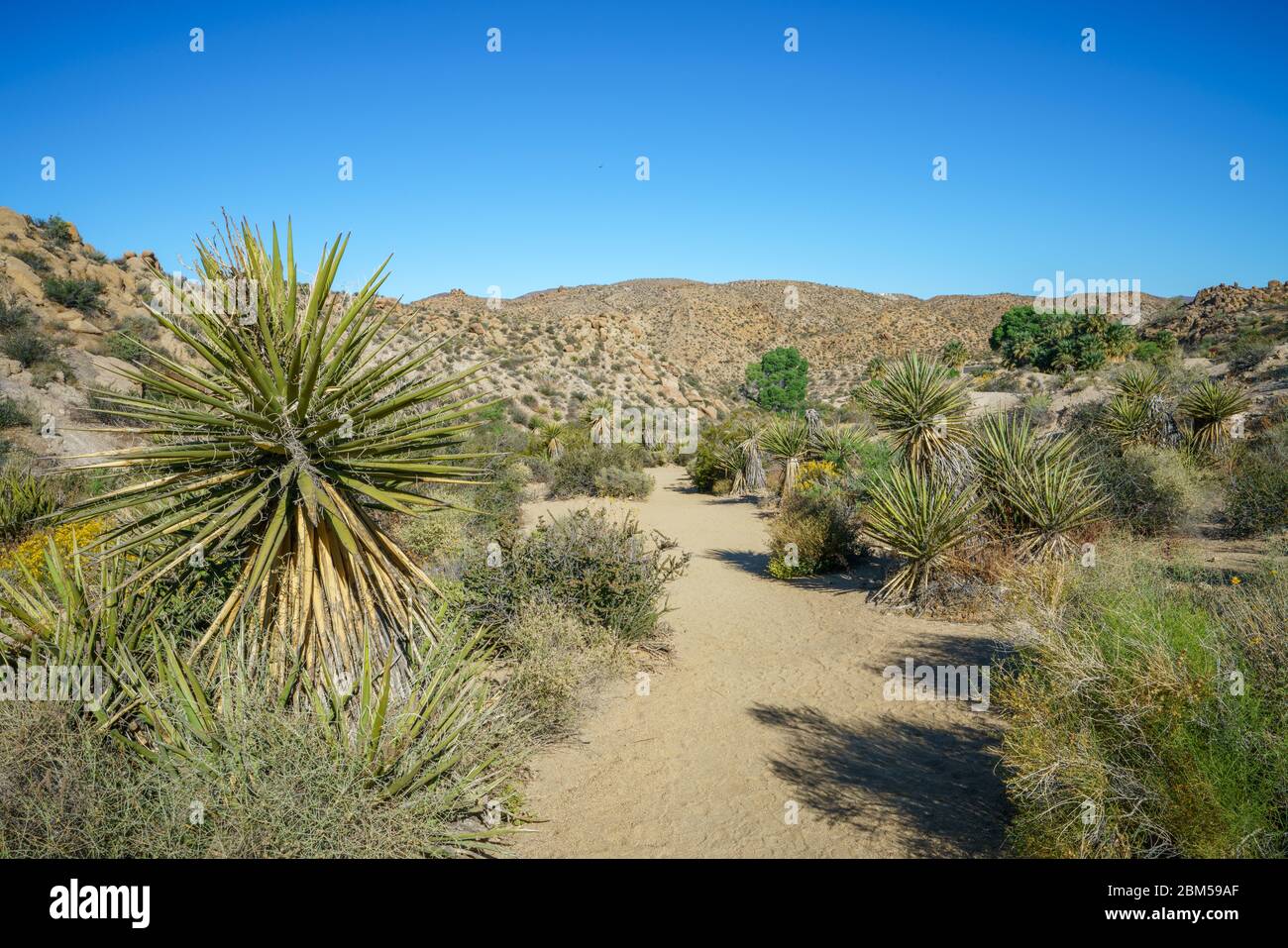 hiking the lost palms oasis trail in joshua tree national park ...