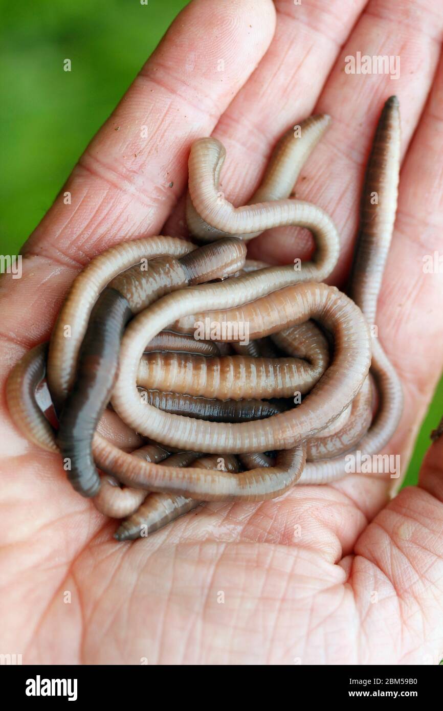 Earthworms. Lumbricus terrestris Stock Photo - Alamy