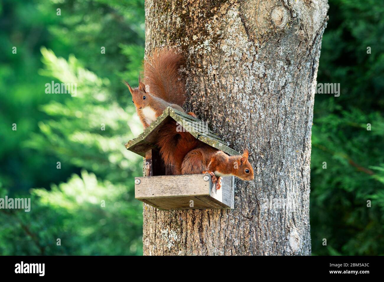 Two squirrels on a tree with wood house Stock Photo - Alamy