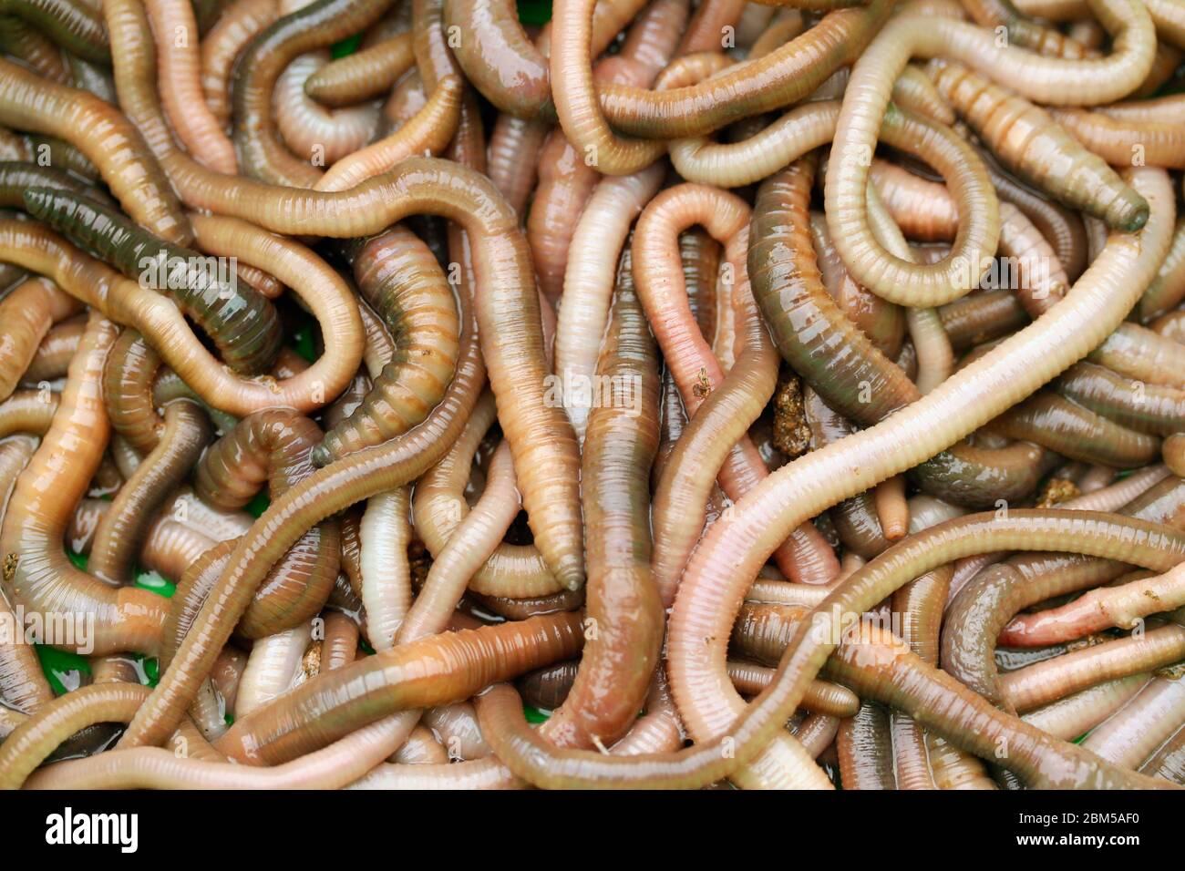 Earthworms. Lumbricus terrestris Stock Photo - Alamy
