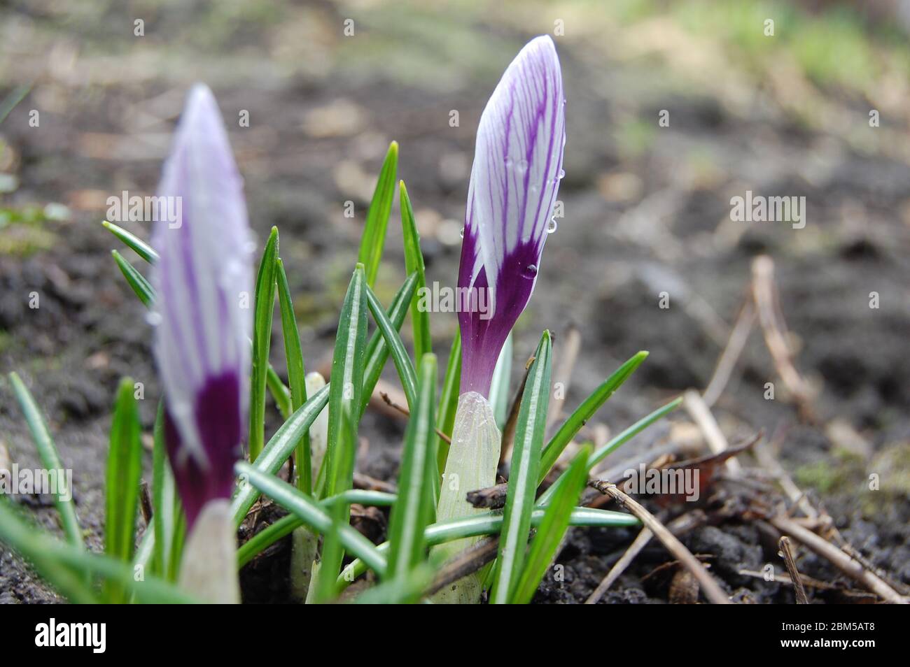 saffron seed grows from the ground spring Stock Photo - Alamy