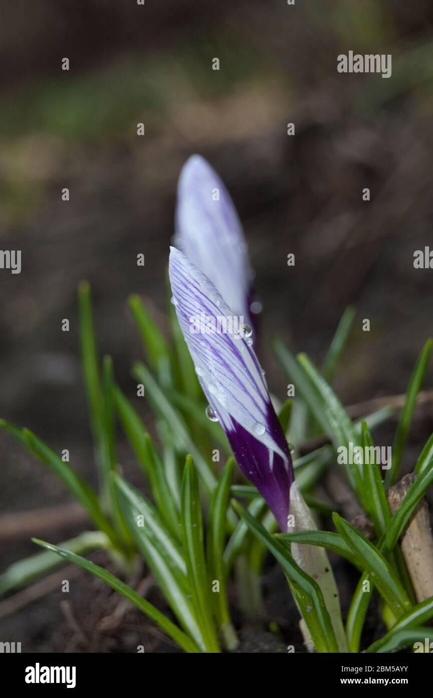 Spring flower crocus grows hi-res stock photography and images - Alamy