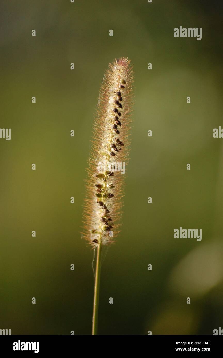 spikelet plant in summer green field grows Stock Photo - Alamy