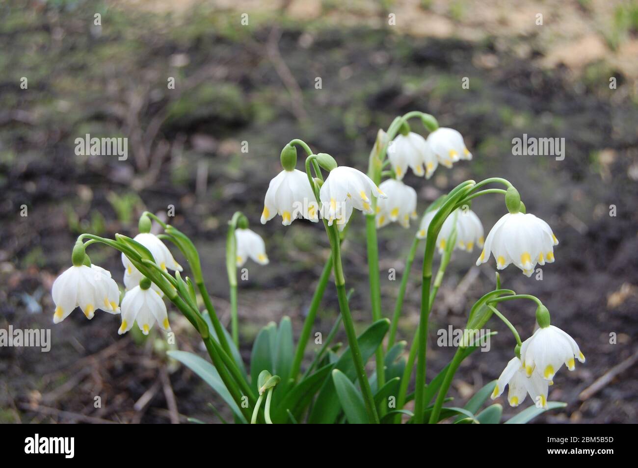 lilies of the valley grow from ground bloom Stock Photo - Alamy