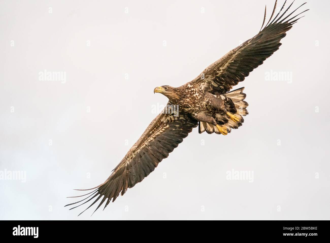 Bald eagle cut out hi-res stock photography and images - Alamy Bald eagle cut out hi-res stock photography and images - Alamy