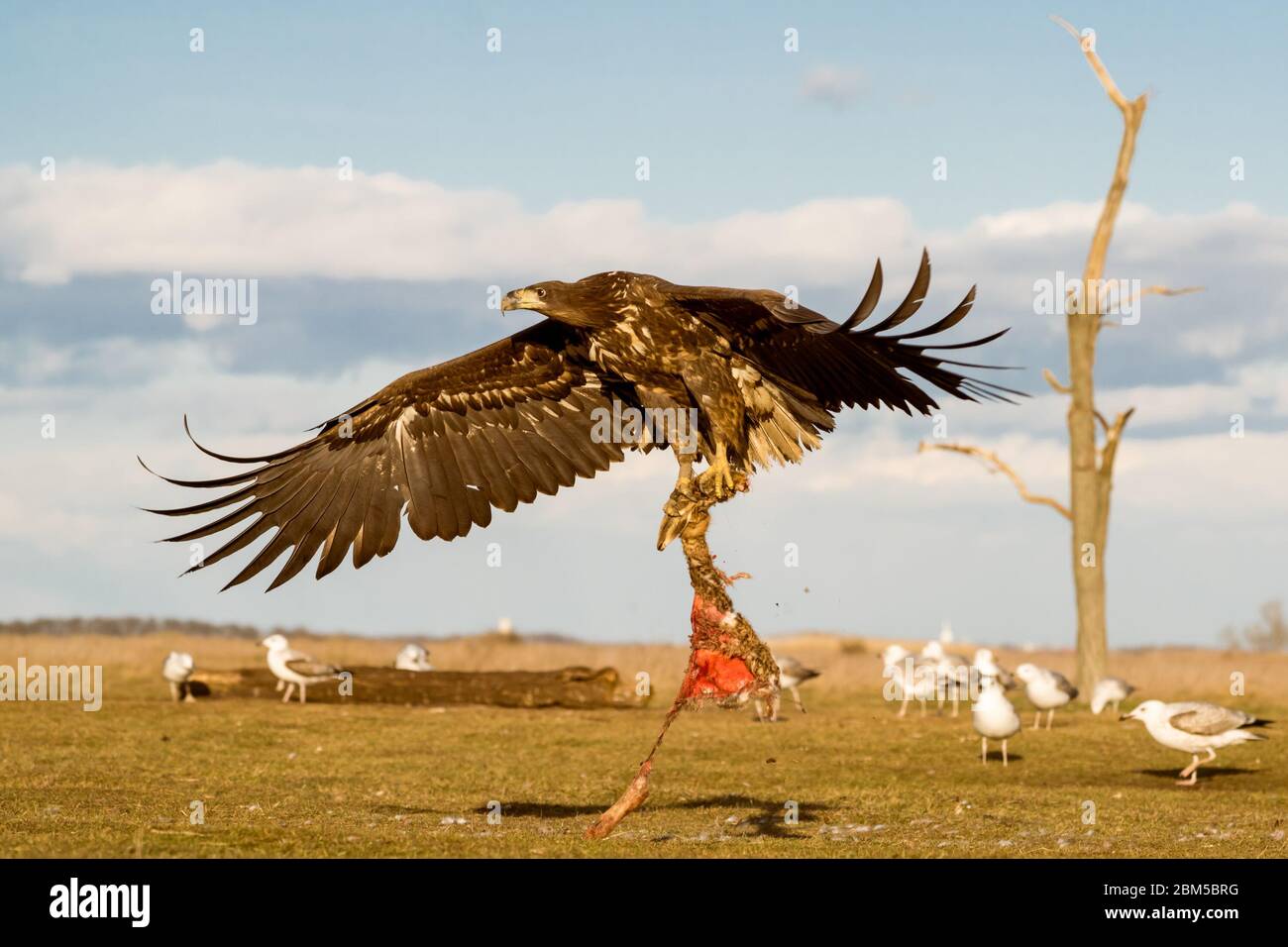 Bald eagle cut out hi-res stock photography and images - Alamy Bald eagle cut out hi-res stock photography and images - Alamy