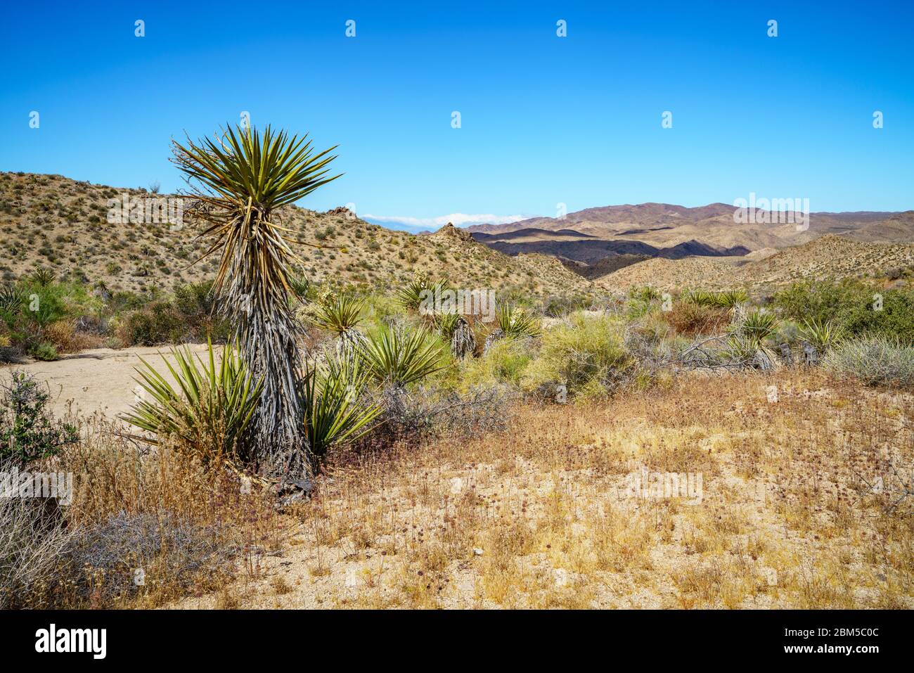 hiking the lost palms oasis trail in joshua tree national park ...