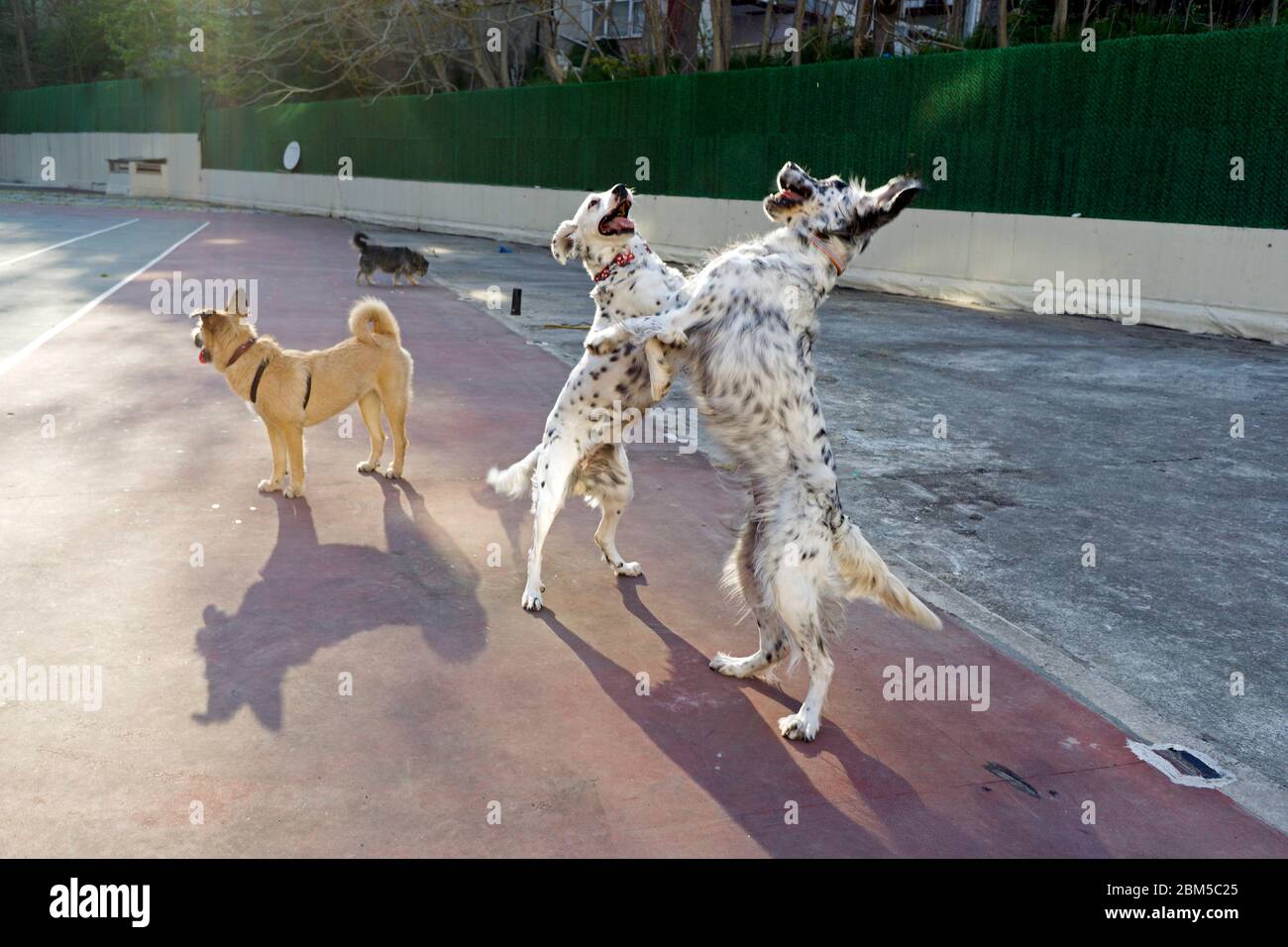 Dogs playing in the park Stock Photo - Alamy