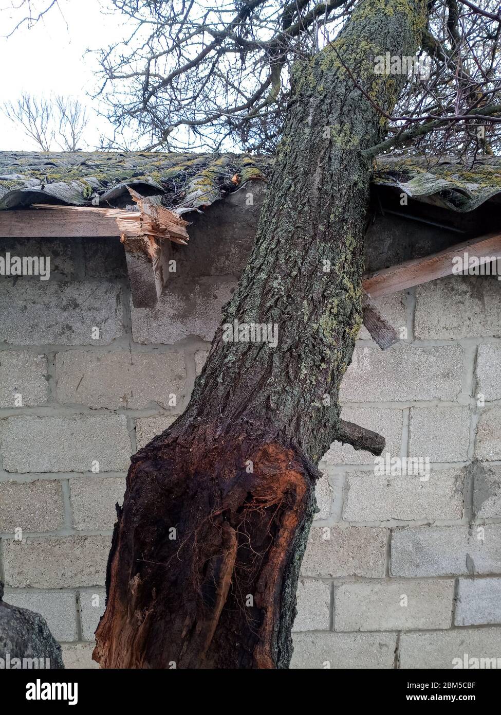 A windbroken apricot tree fell on the shed and broke the roof Stock ...
