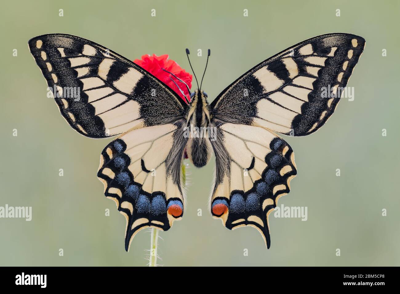 Wonderful and detailed portrait of Old World Swallowtail perched on poppy flower (Papilio ...