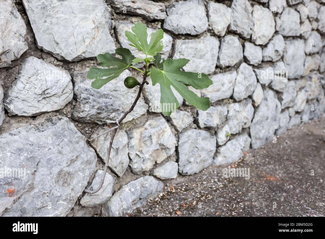 Fig tree growing from a stone wall Stock Photo - Alamy