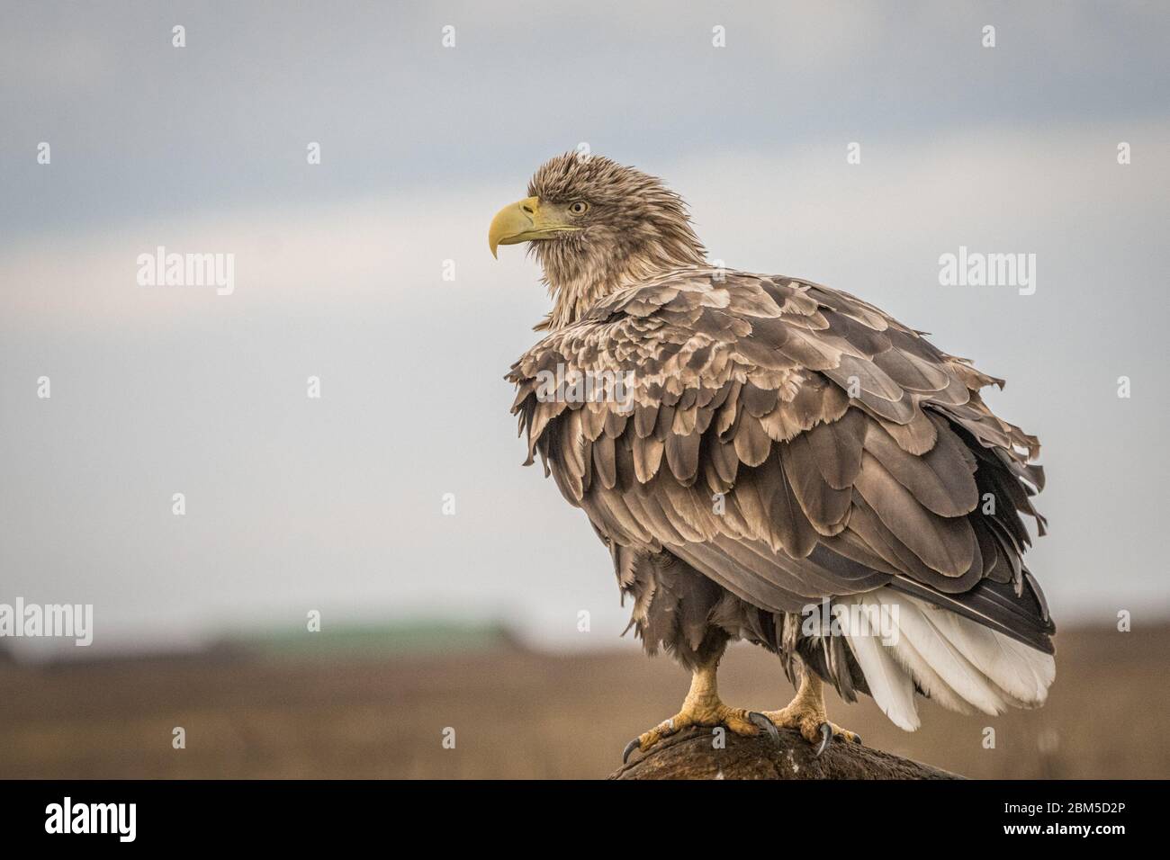 Bald eagle cut out hi-res stock photography and images - Alamy