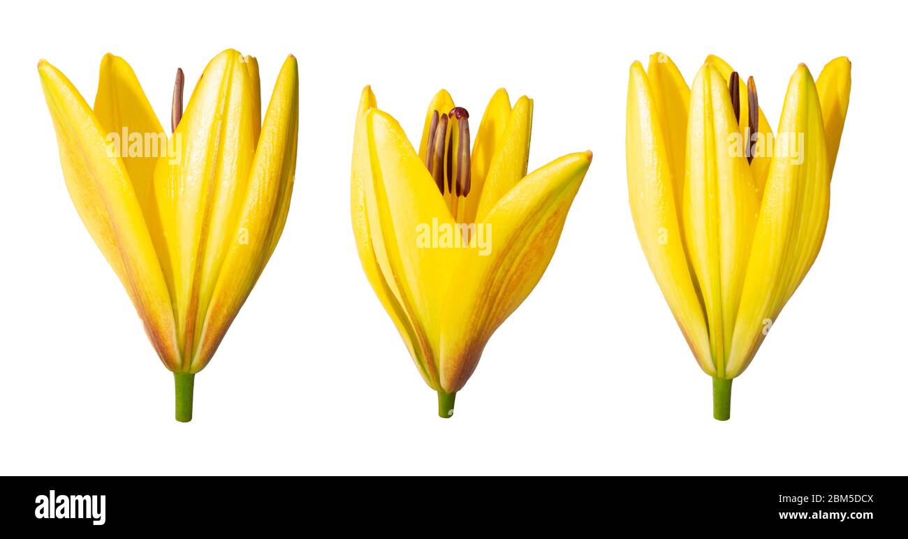 Beautiful blooming lily on a white background. Stock images for design ...