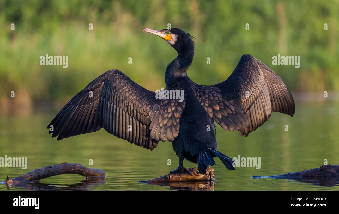 Cormorant drying wings uk hi-res stock photography and images - Alamy