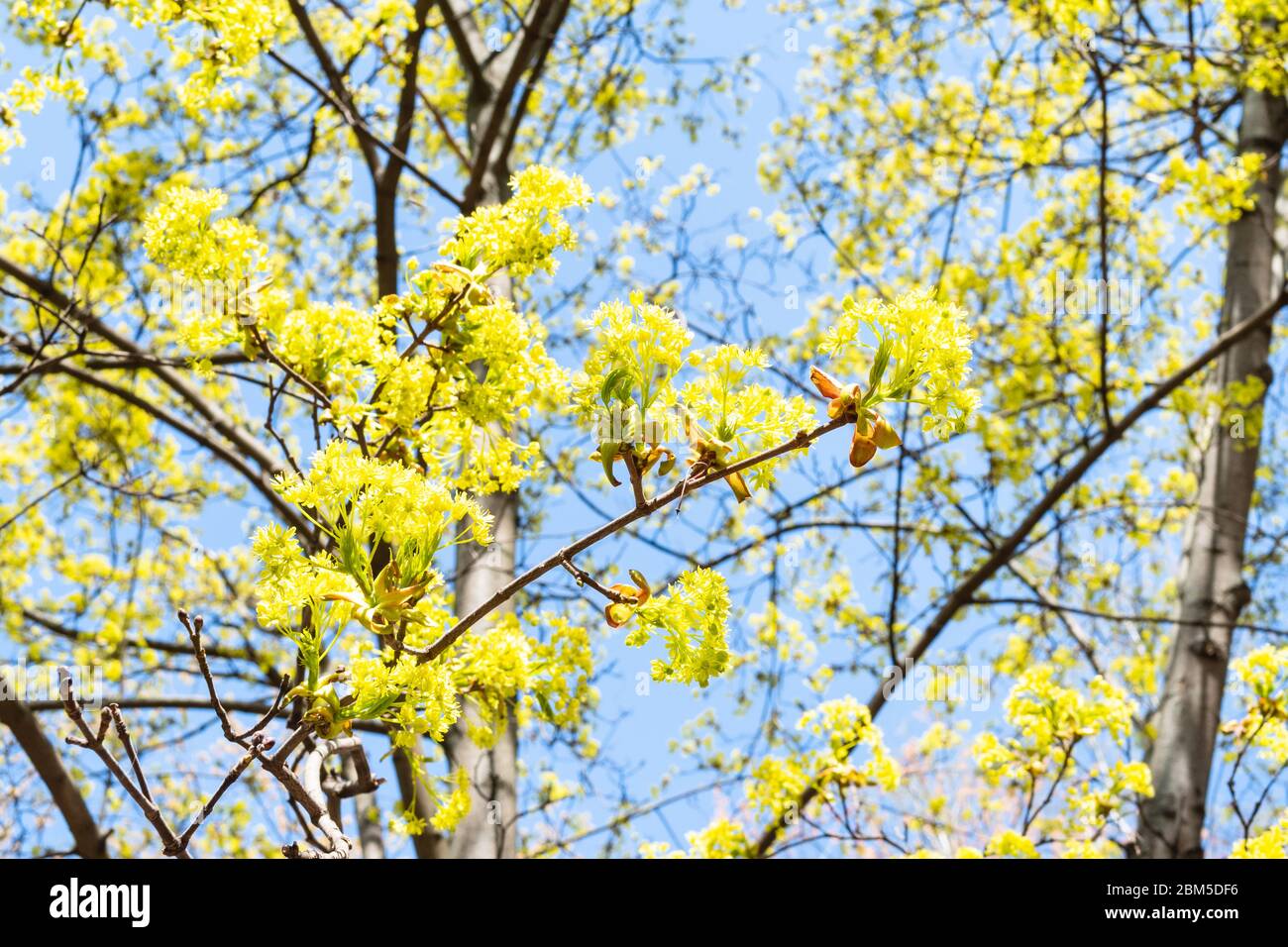 spring in city - twigs of flowering maple trees with blue sky on ...