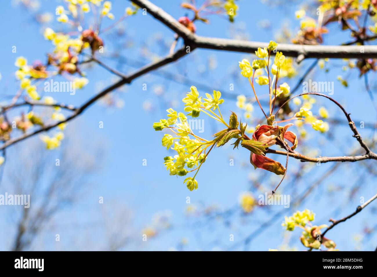spring in city - blossom of ash-leaved maple tree with blue sky on ...