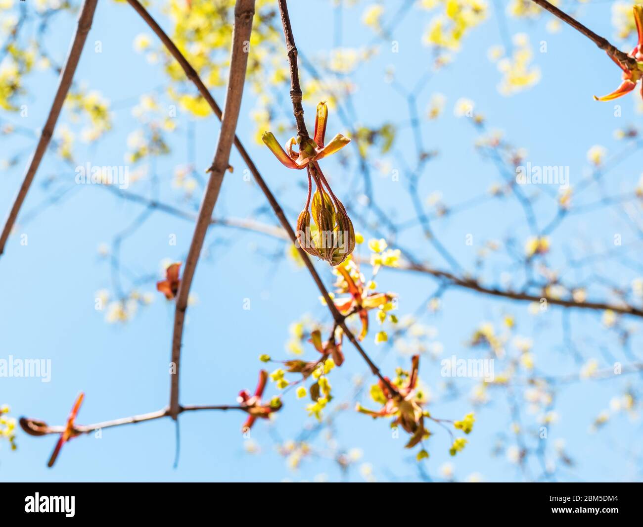 spring in city - open bud of ash-leaved maple tree with blue sky on ...