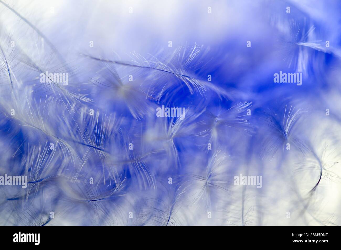 Precision and elegance hi-res stock photography and images - Alamy