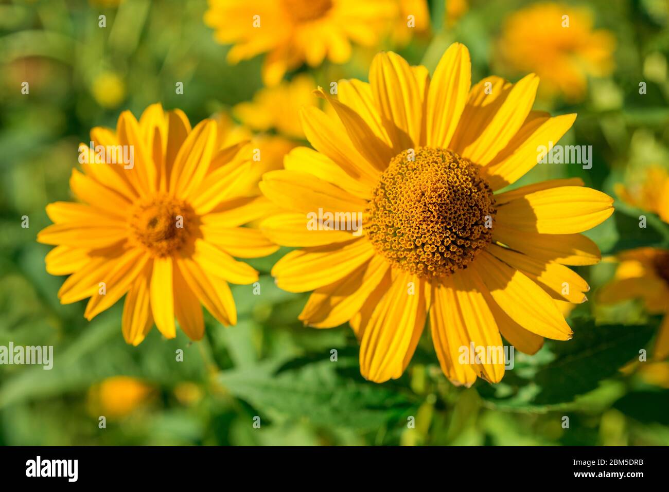 Flowers yellow Heliopsis in the Garden Stock Photo - Alamy