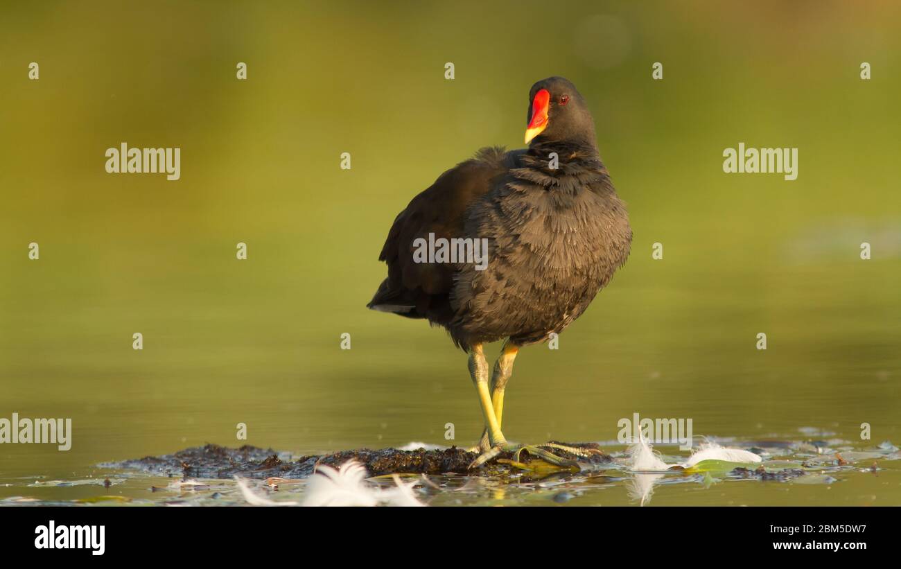 Moorhen isolated hi-res stock photography and images - Alamy