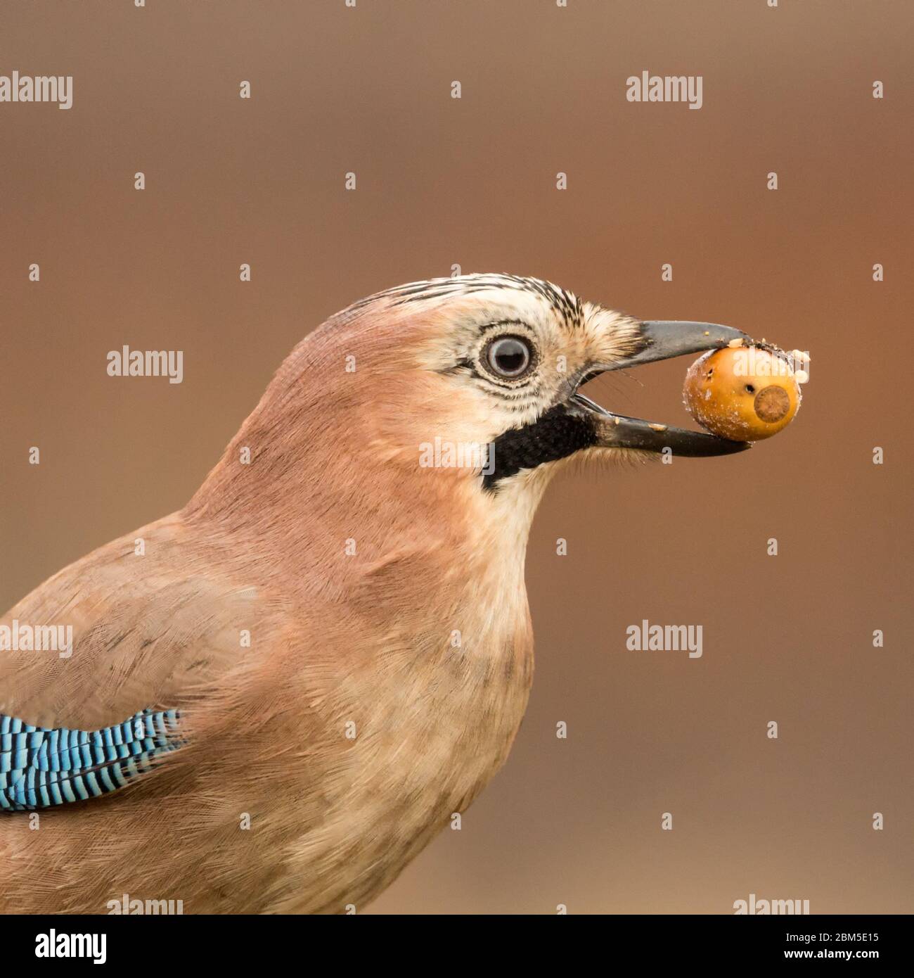 Jay with nut hi-res stock photography and images - Alamy
