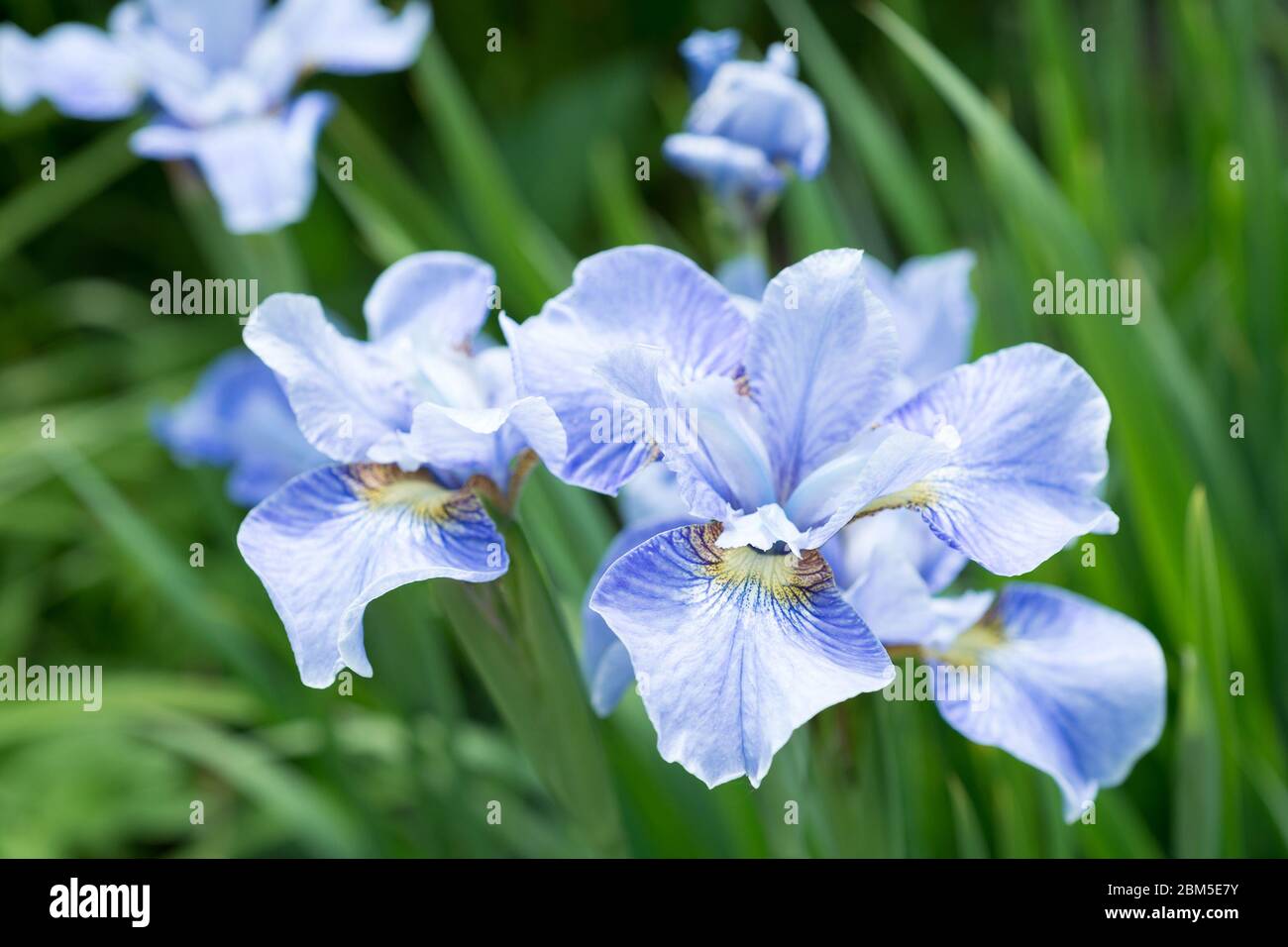 Variety of irises hi-res stock photography and images - Alamy