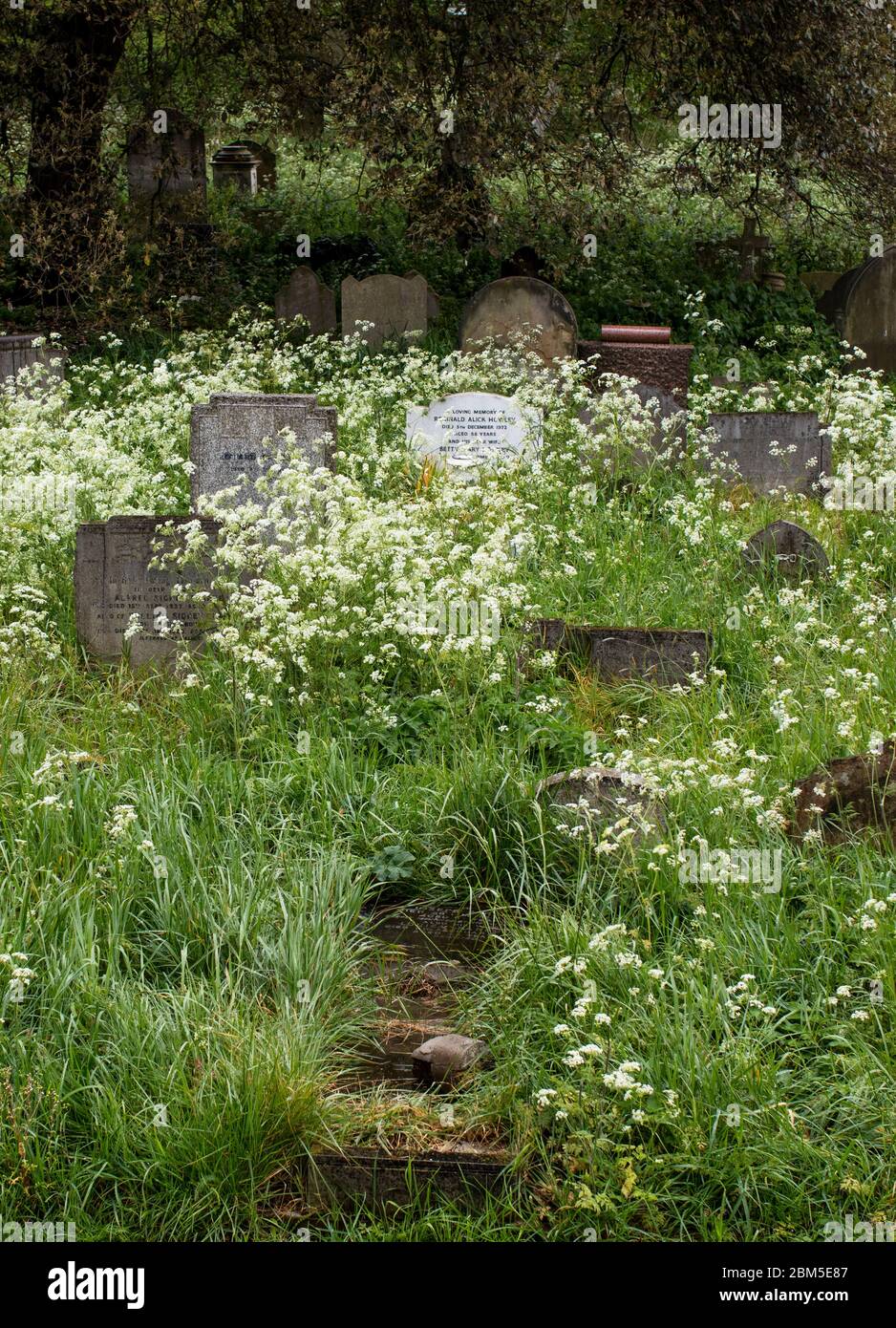 Gravestones in Brompton Cemetery, Kensington, London; one of the ...