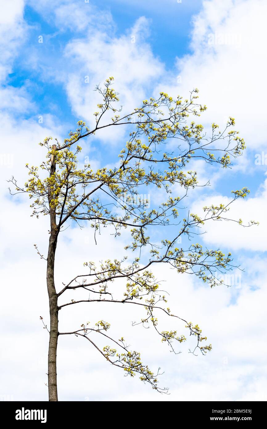 spring in city - flowering maple tree with blue sky and white clouds on ...