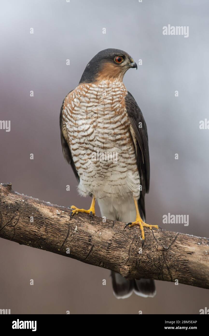 Galapagos hawk sitting hi-res stock photography and images - Alamy