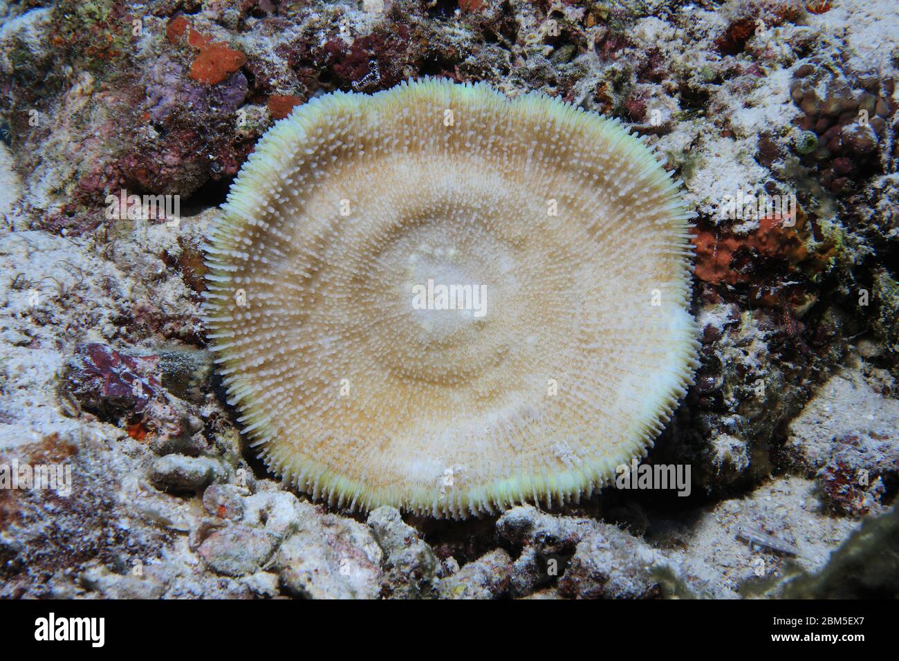 Round stony coral underwater in the tropical reef of the Maldives Stock ...
