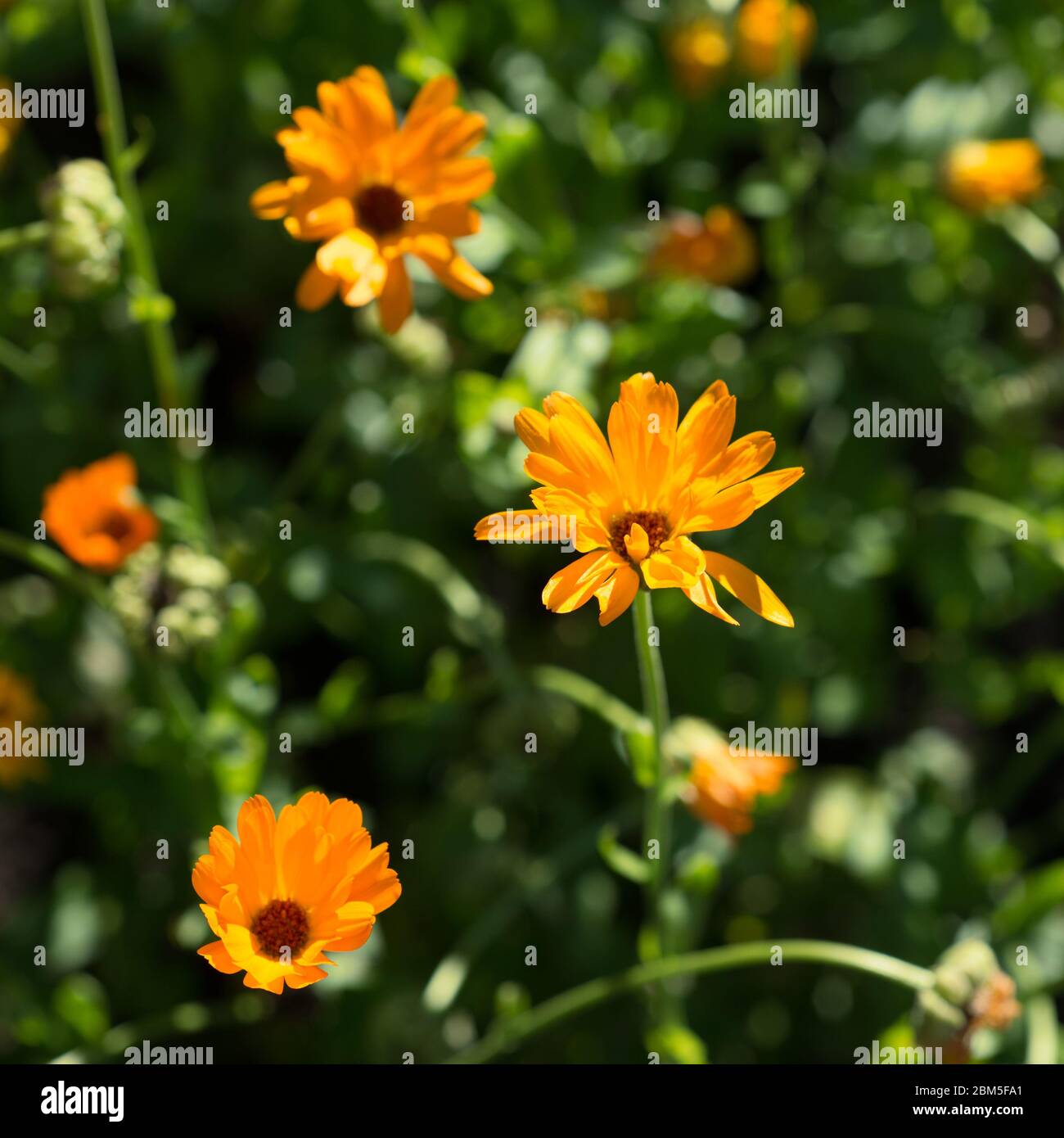 Calendula Flowerbed High Resolution Stock Photography and Images - Alamy